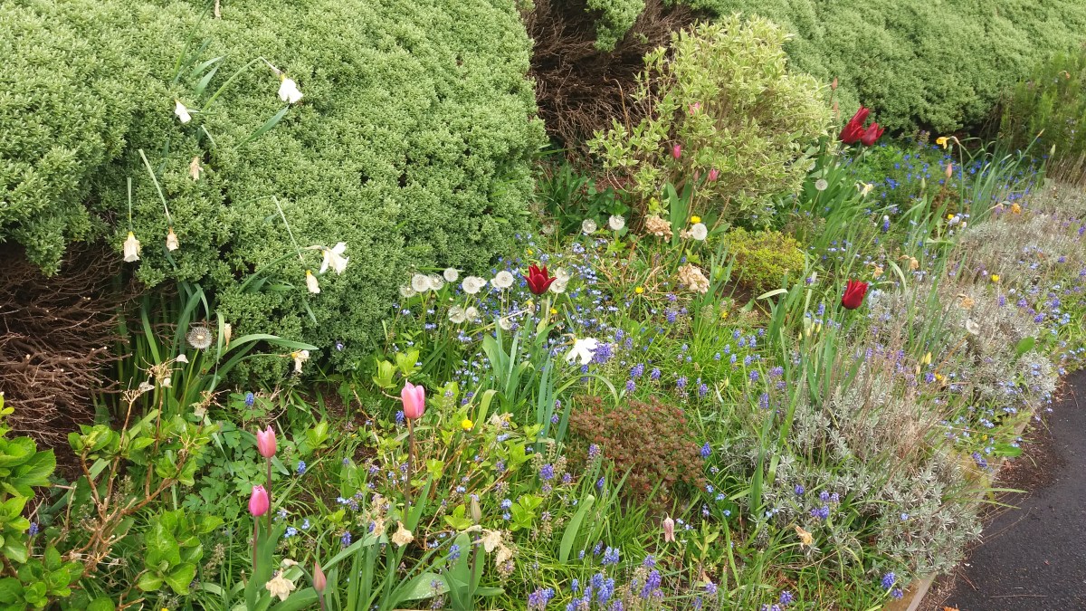 St Patrick’s Centre Terrace Garden Downpatrick – velvethummingbee