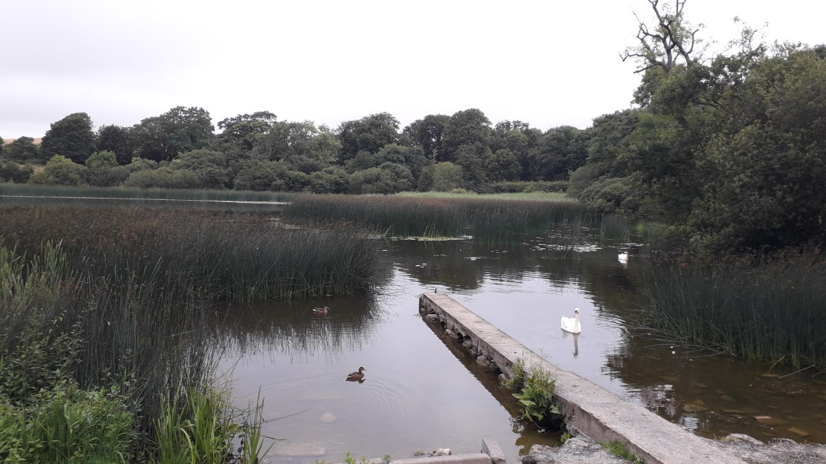 Downpatrick Treasure Hunt 2019 – velvethummingbee